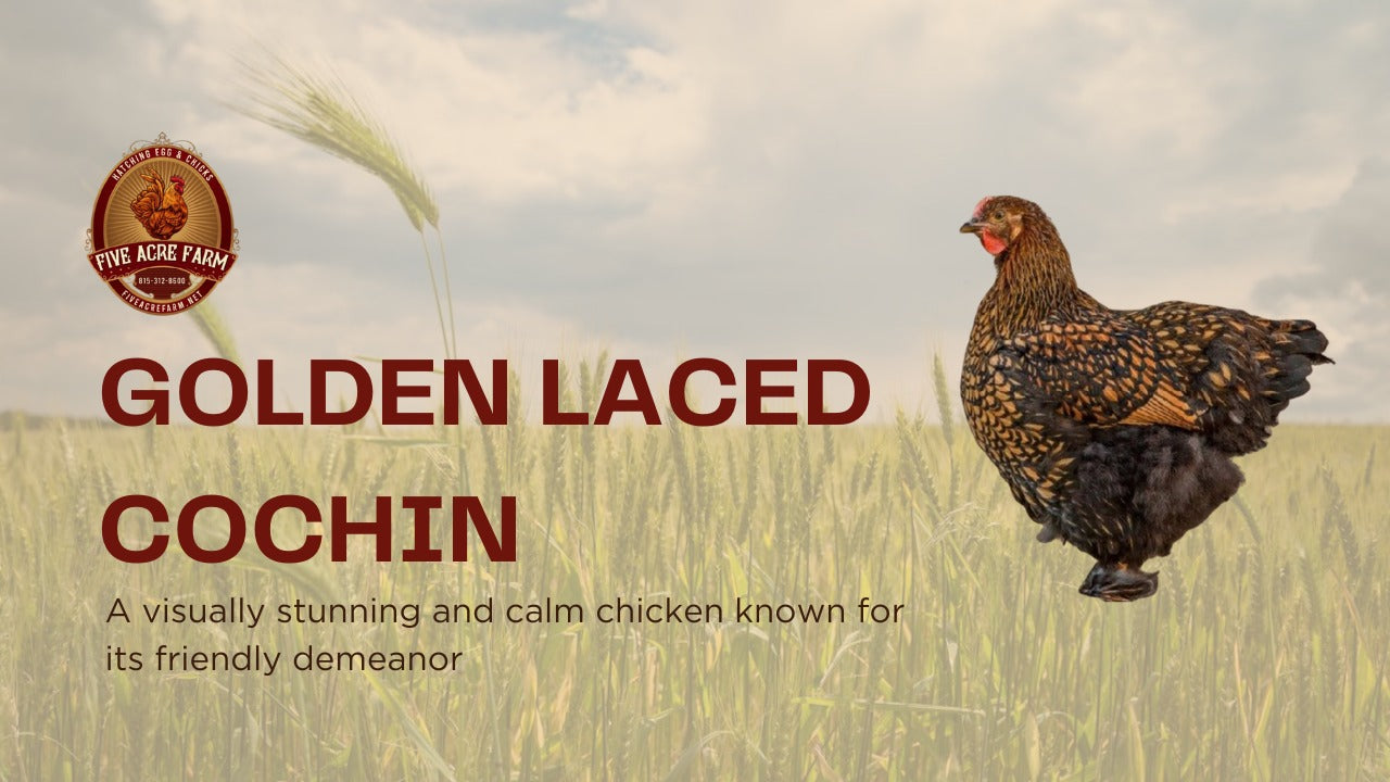 Golden Laced Cochin - Get To Know – Five Acre Farm